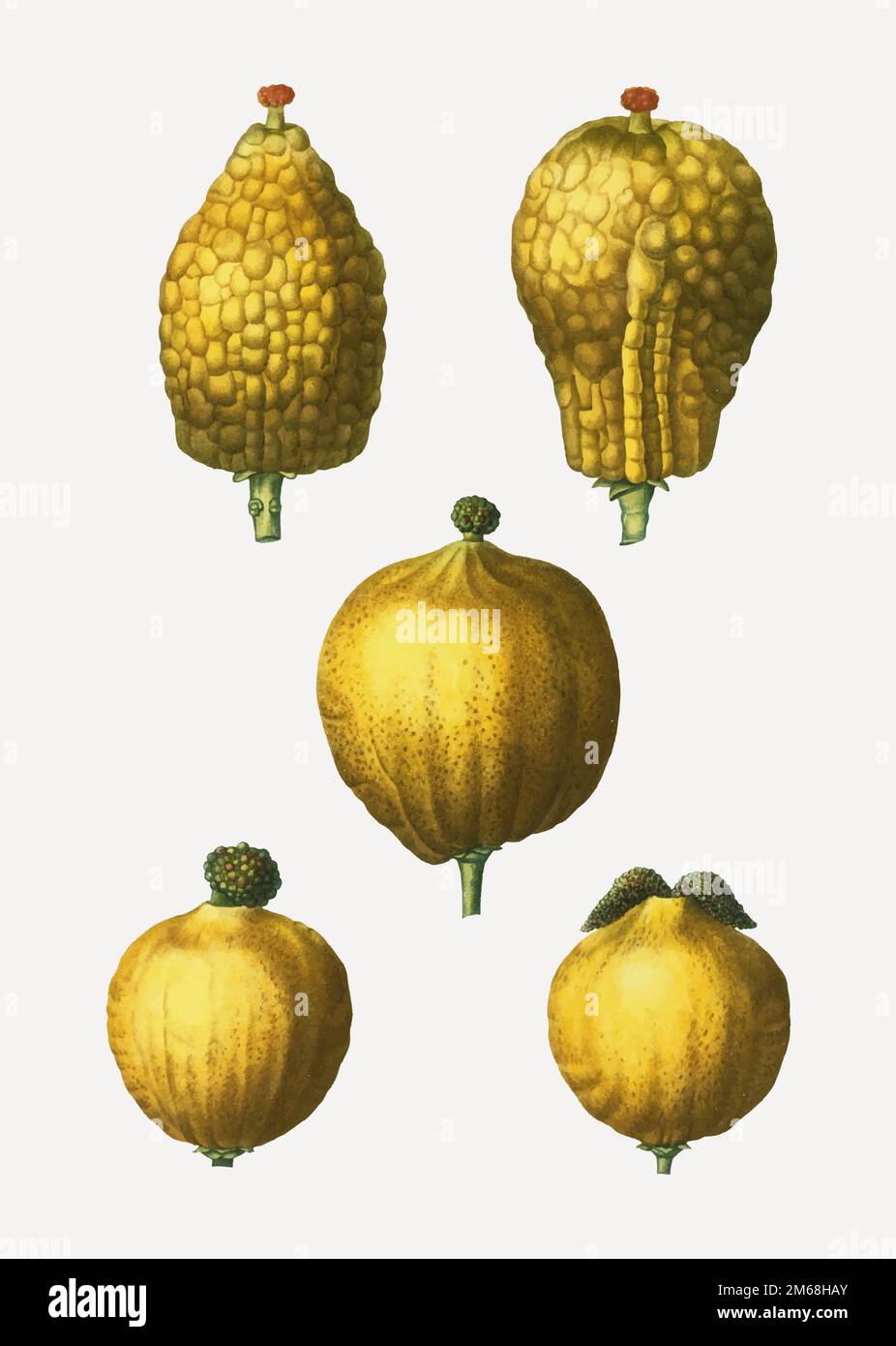 Vintage citron and lemon vector Stock Vector Image & Art - Alamy