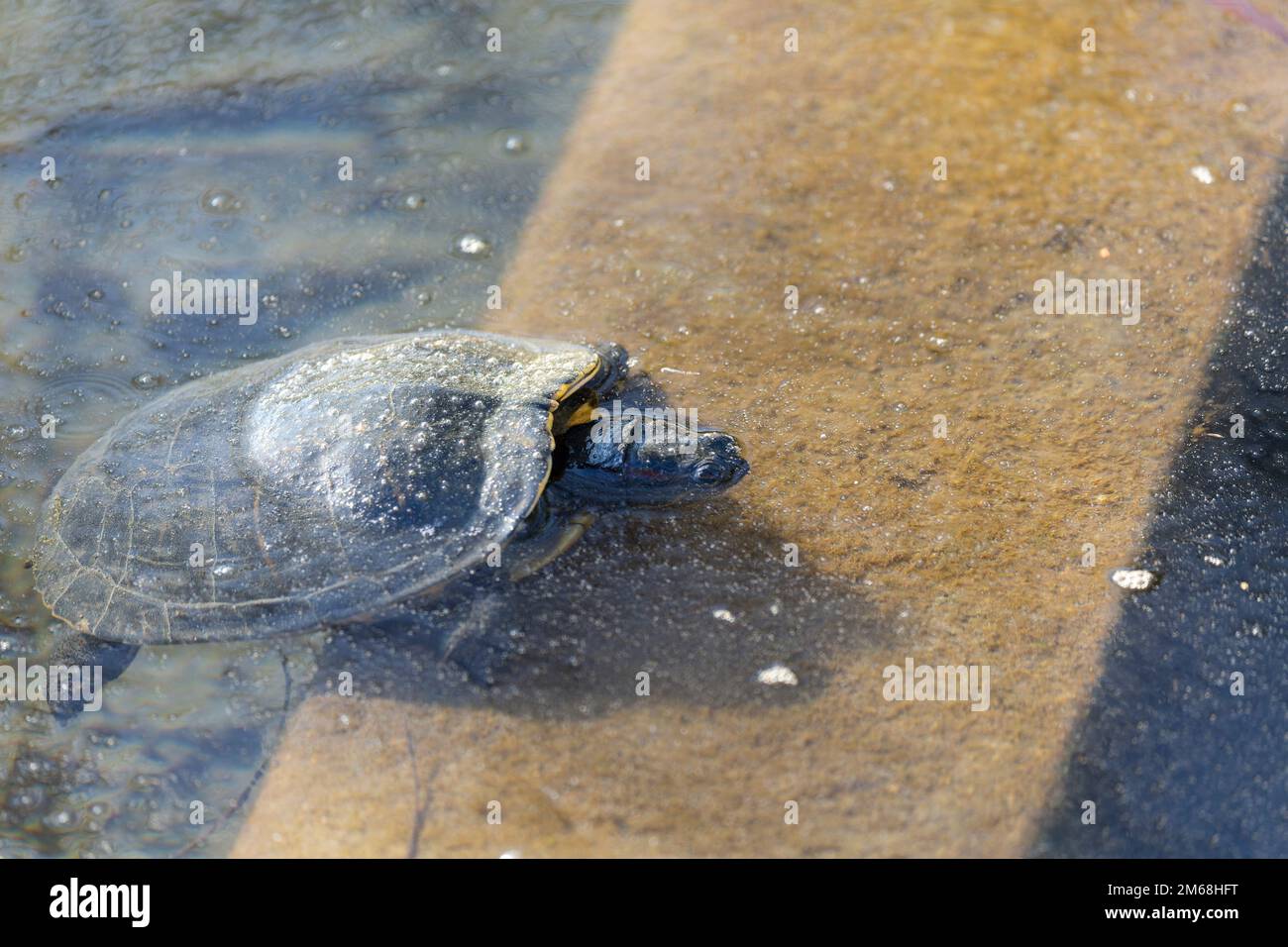 Red-eared slider Trachemys scripta, an introduced problematic turtle in ...