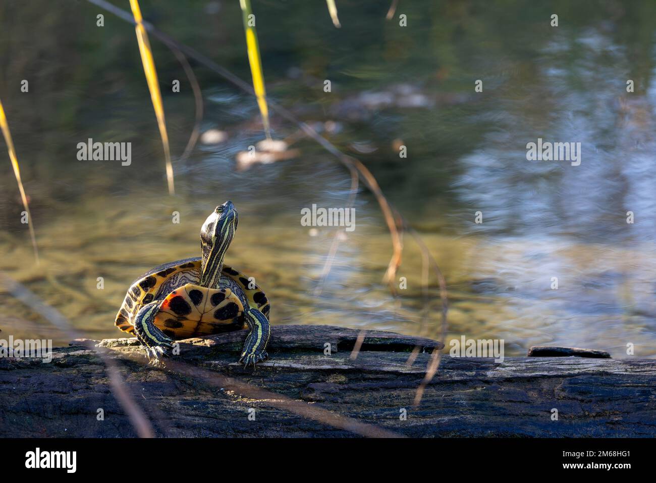 Red-eared slider Trachemys scripta, an introduced problematic turtle in ...