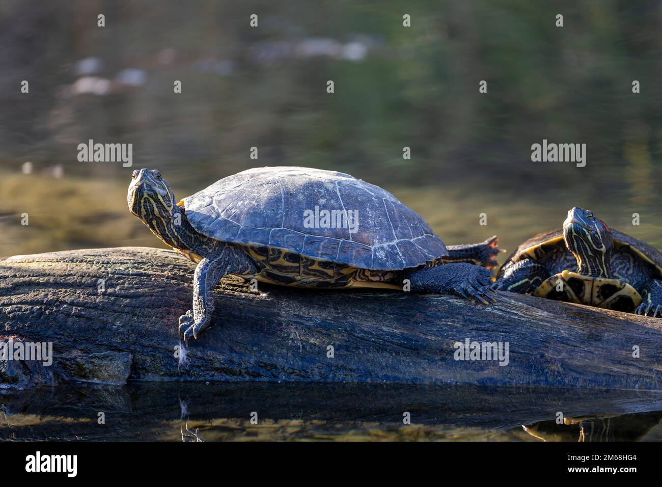 Red-eared slider Trachemys scripta, an introduced problematic turtle in ...