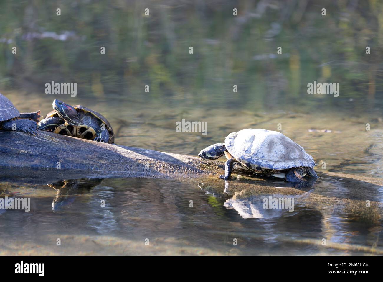Red-eared slider Trachemys scripta, an introduced problematic turtle in ...