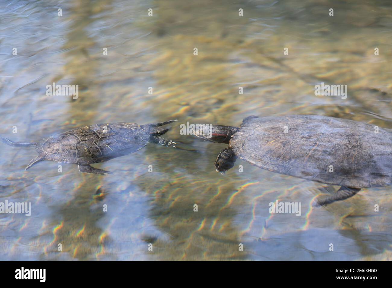 Red-eared slider Trachemys scripta, an introduced problematic turtle in ...
