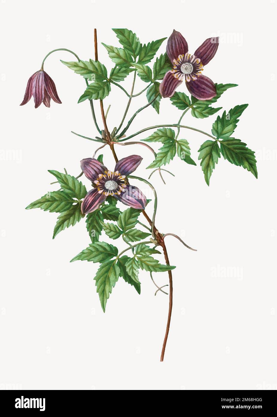 Vintage blooming alpine clematis vector Stock Vector Image & Art - Alamy