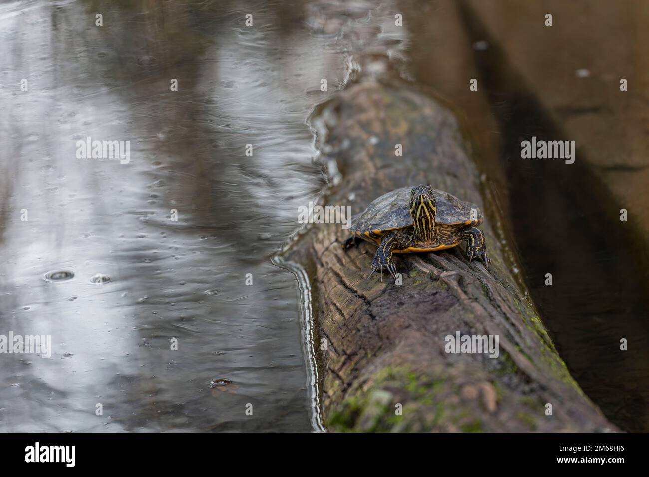 Red-eared slider Trachemys scripta, an introduced problematic turtle in ...