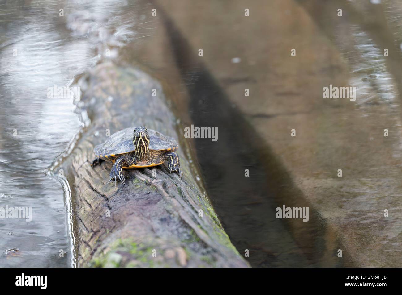 Red-eared slider Trachemys scripta, an introduced problematic turtle in ...