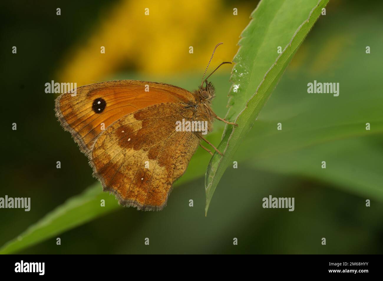 An adorable hedge brown (Pyronia tithonus) standing on the leaf in ...