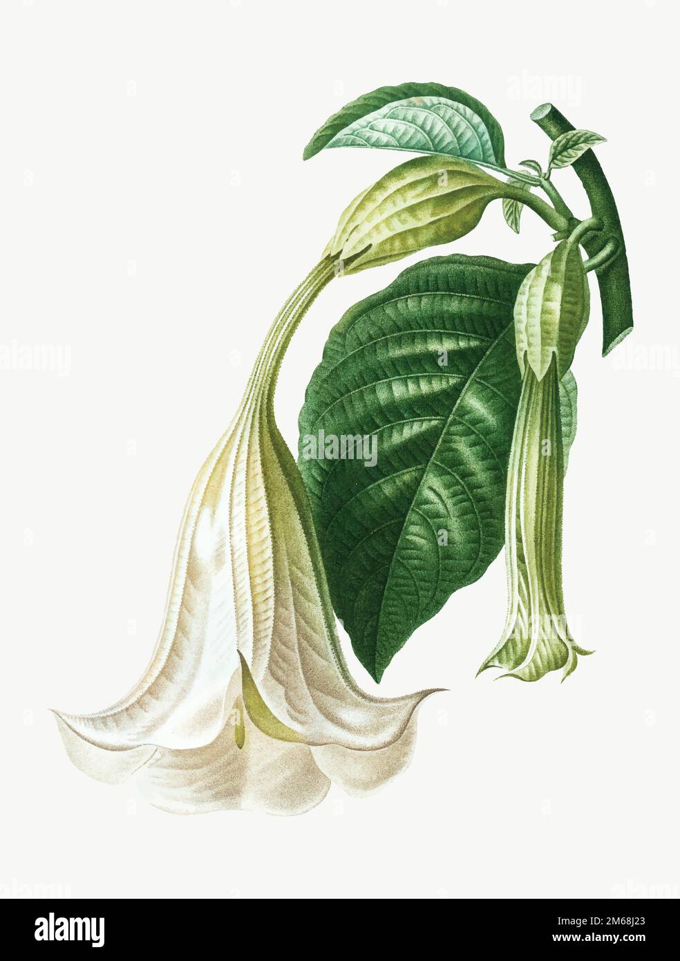 Angel's trumpet, illustration hi-res stock photography and images - Alamy