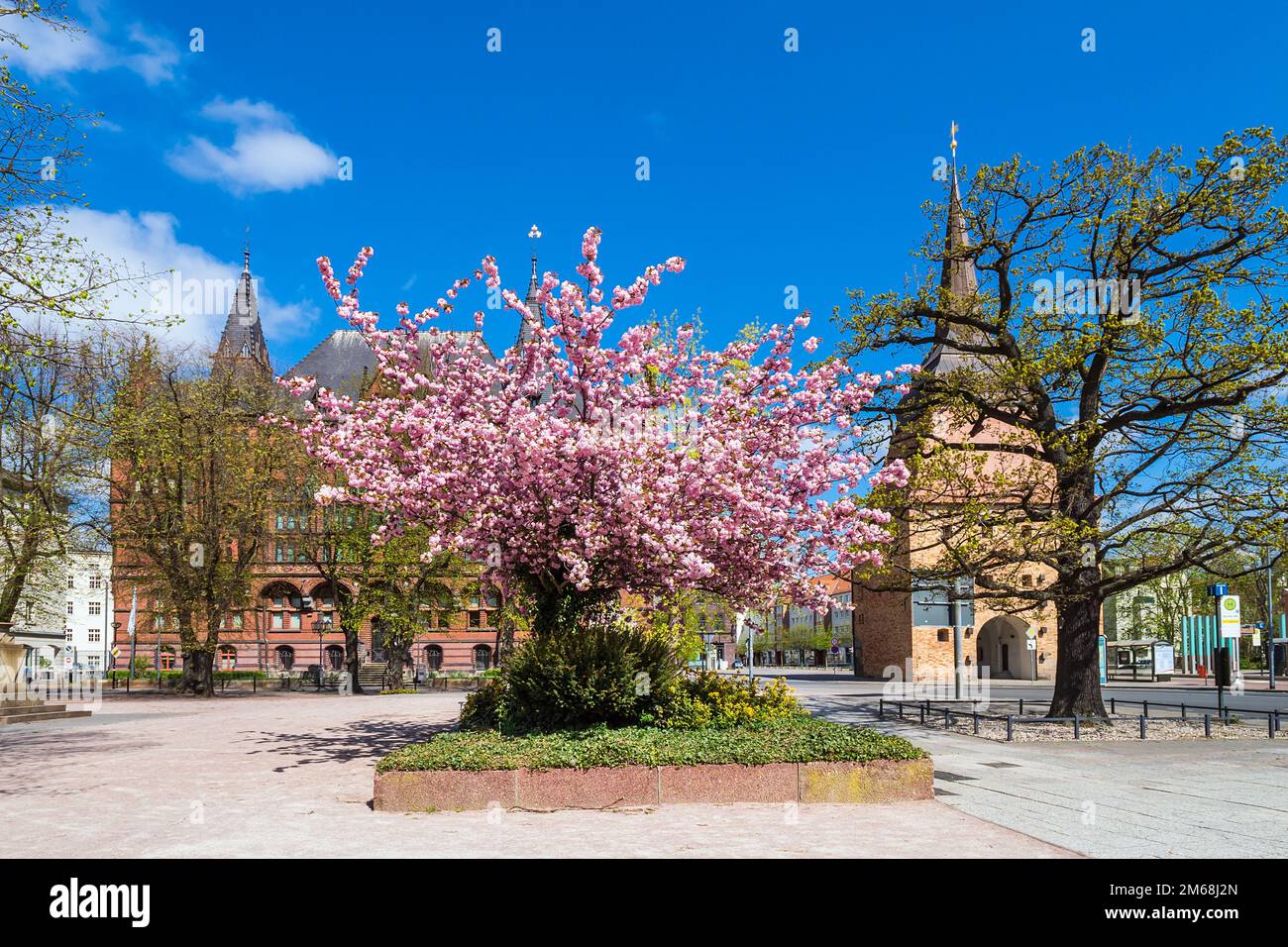 Zentrum rose hi-res stock photography and images - Alamy