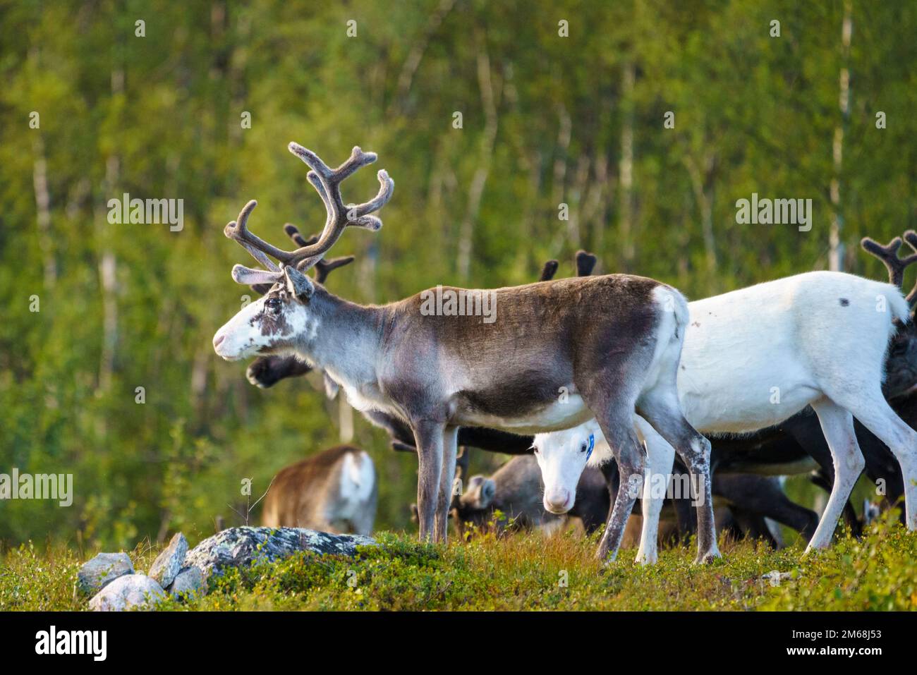 Herd of reindeers, rangifer tarandus, walking passed the camera, Stora ...
