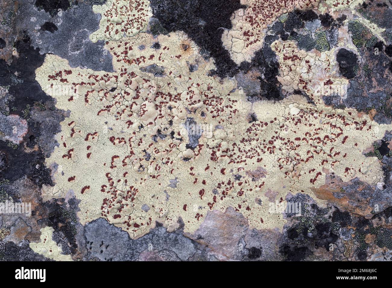 Blutaugenflechte, Blutaugen-Flechte, Ophioparma spec., Ophioparma ...