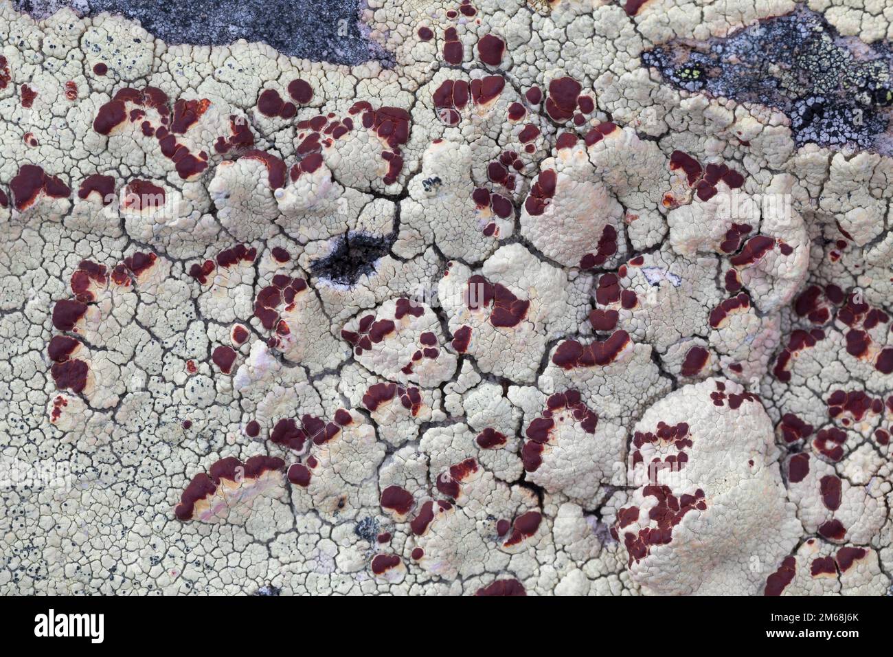 Blutaugenflechte, Blutaugen-Flechte, Ophioparma spec., Ophioparma ...