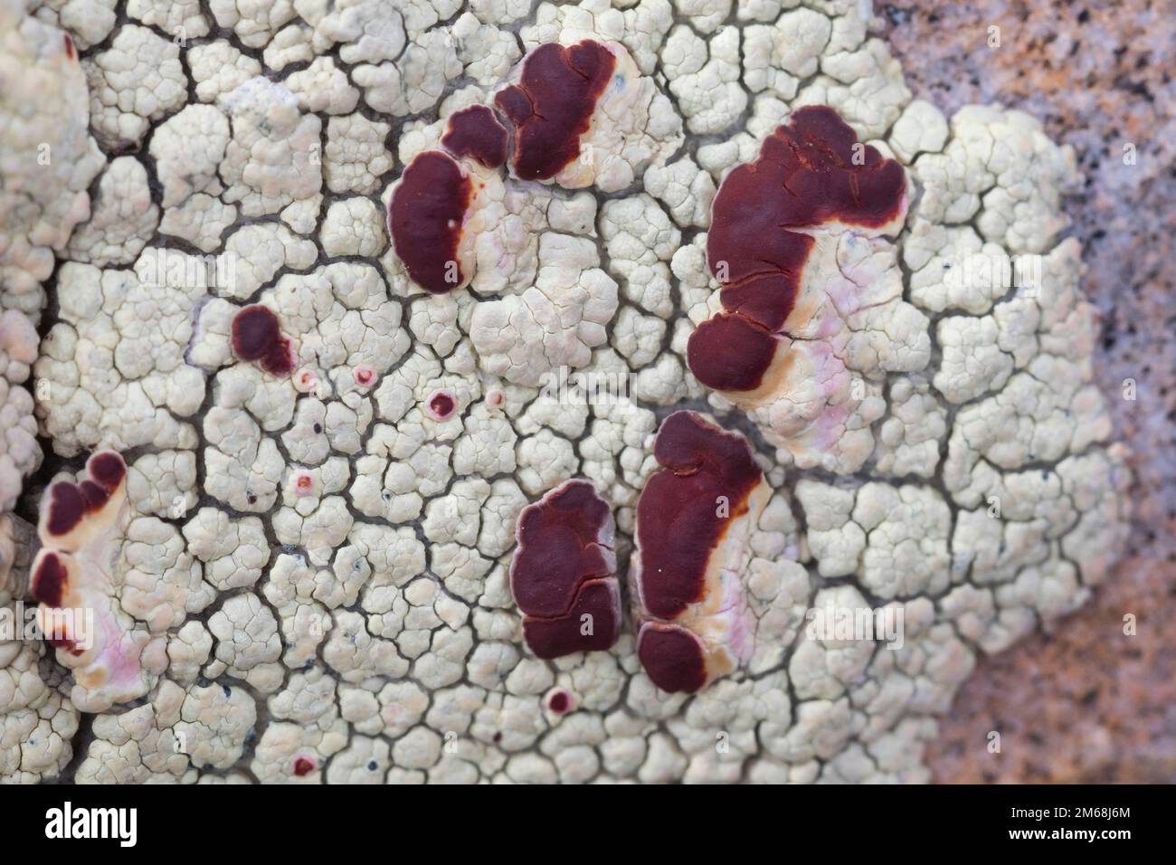 Blutaugen flechte hi-res stock photography and images - Alamy