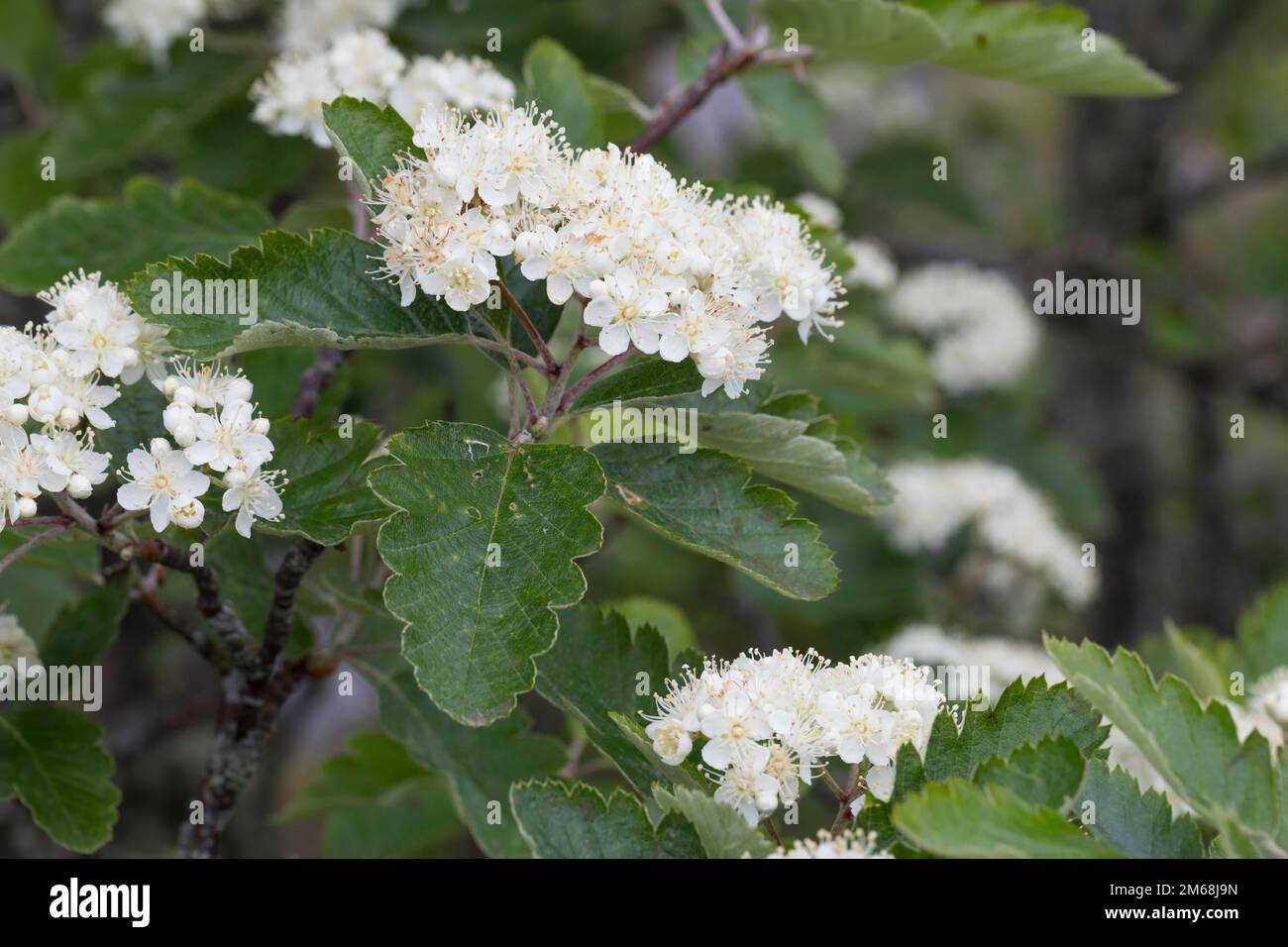 Schwedische Mehlbeere, Schwedische Mehl-Beere, Schwedische Vogelbeere ...