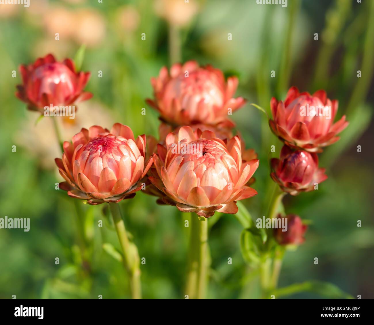 Apricot colored strawflower blooming in the garden Stock Photo - Alamy