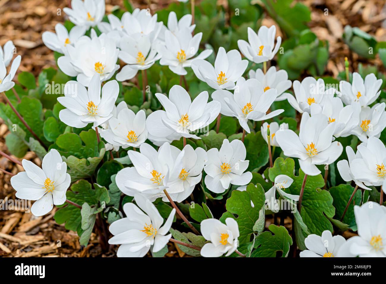Sanguinaria canadensis, know as bloodroot, is a perennial, herbaceous ...