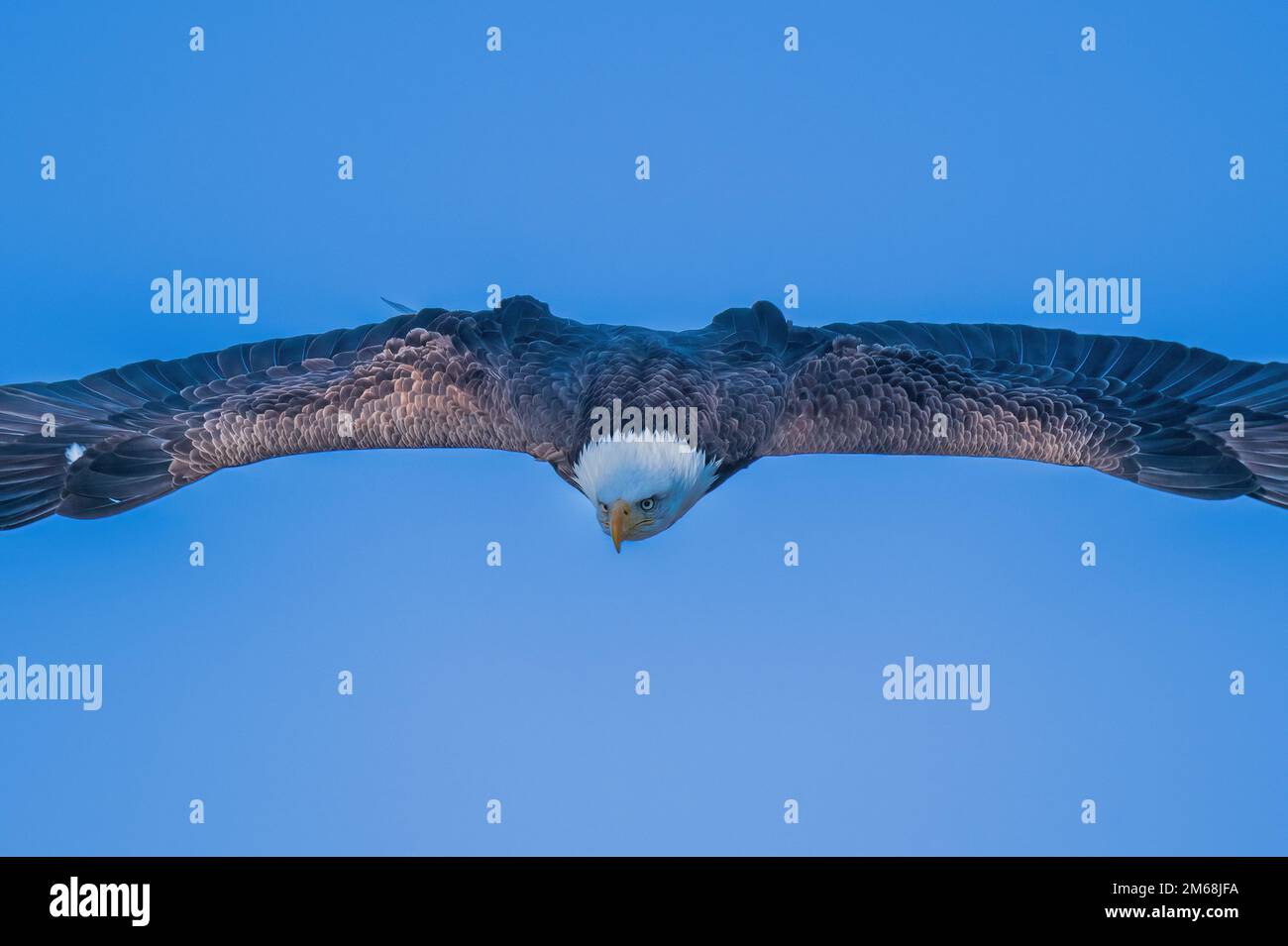 A female eagle in mid-dive. Massachusetts, USA: THESE STUNNING images ...