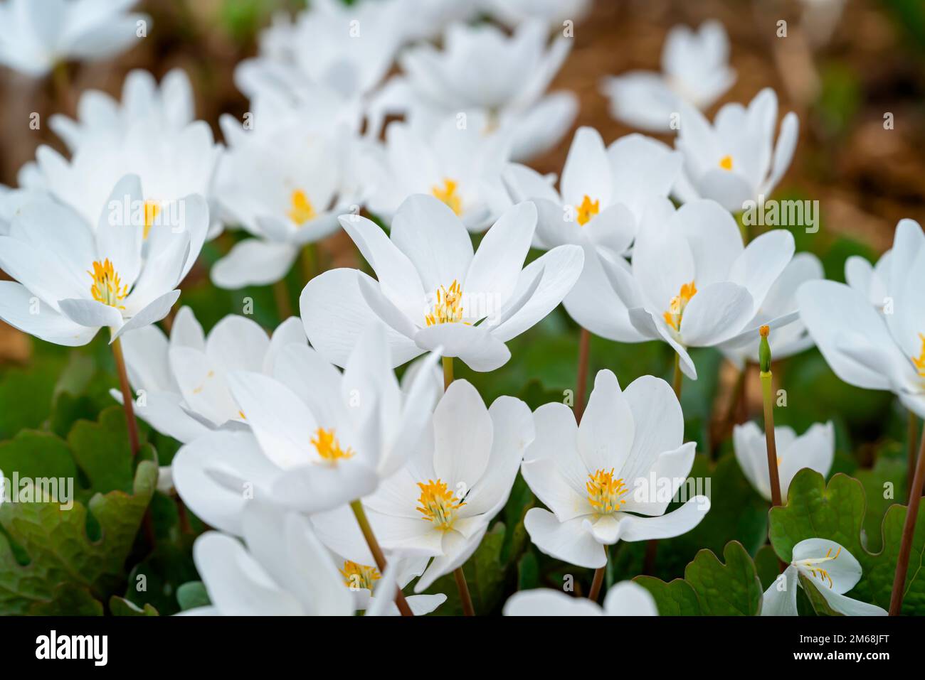 Sanguinaria canadensis, know as bloodroot, is a perennial, herbaceous ...