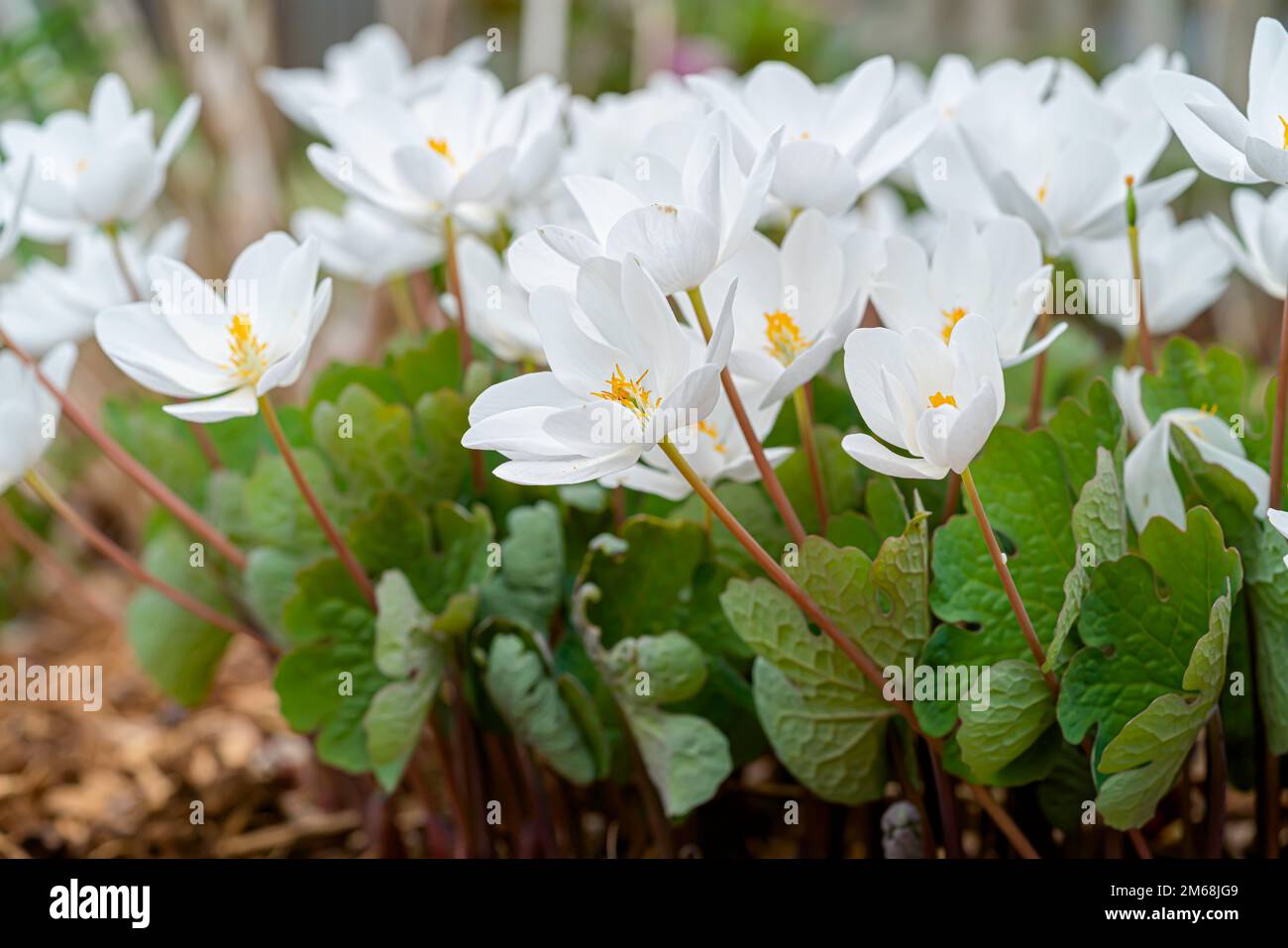 Sanguinaria canadensis, know as bloodroot, is a perennial, herbaceous ...
