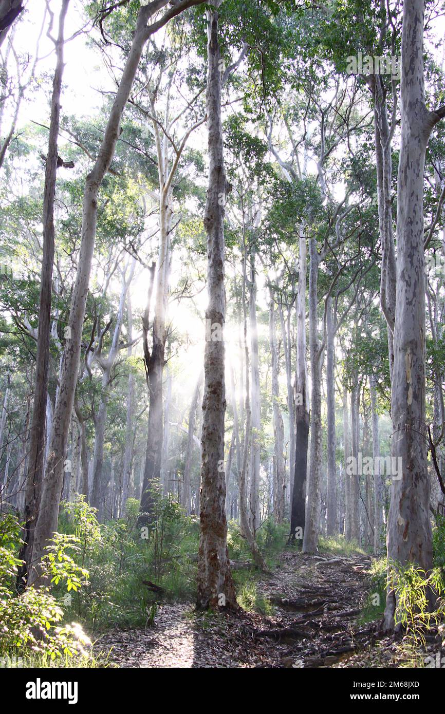 Walking trail among the eucalyptus trees in Pretty Beach Campground in ...