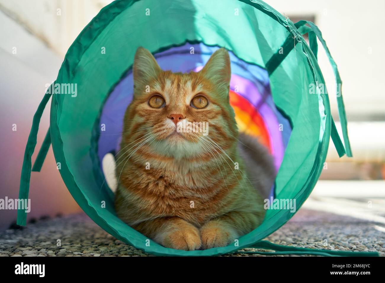 Chat katze hi-res stock photography and images - Alamy