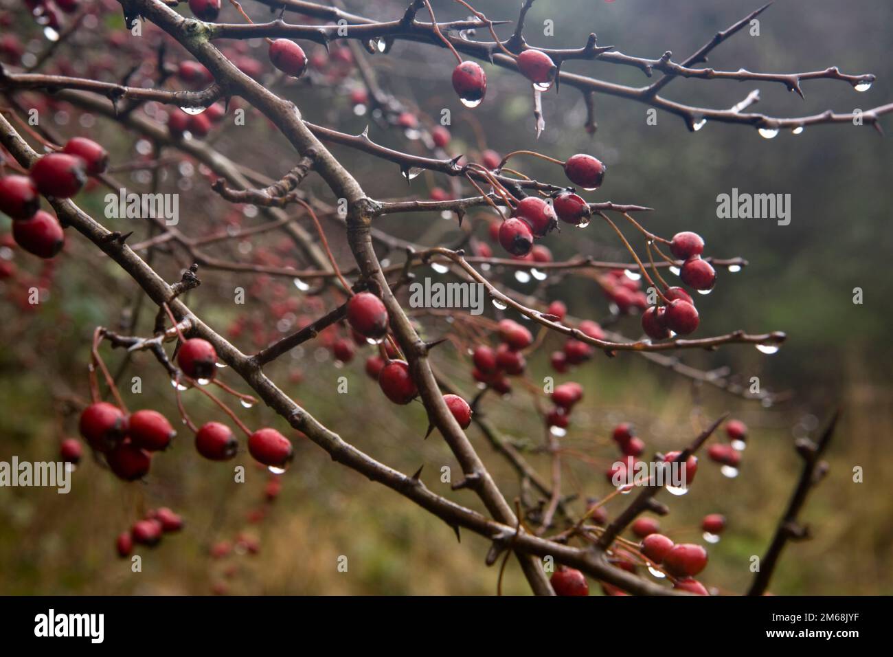 The haws of Hawthorn (Crataegus monogyna) after the rain, an important ...