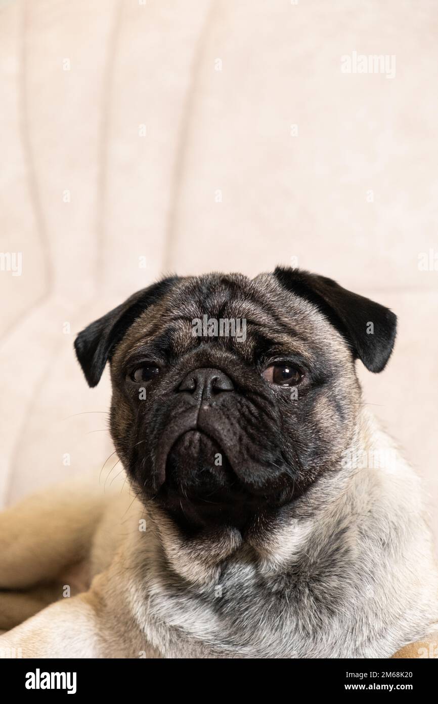 A funny one-year-old pug lies on a light beige sofa, a place for text ...