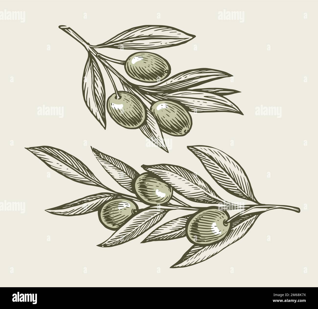 Green olives on tree branch with leaves. Agricultural ripe plant. Hand ...
