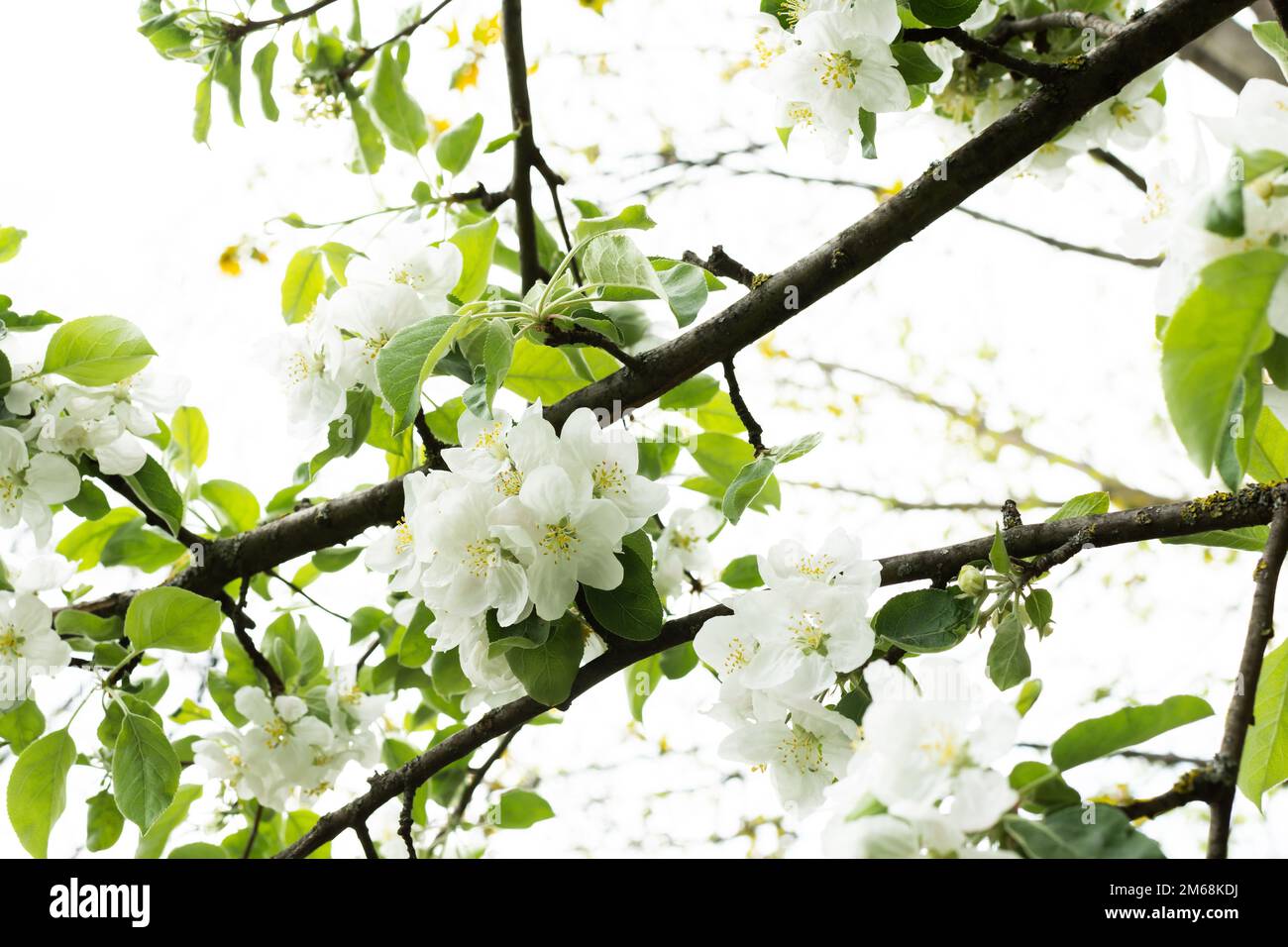 Blooming branches of apple tree close up in the garden Stock Photo - Alamy