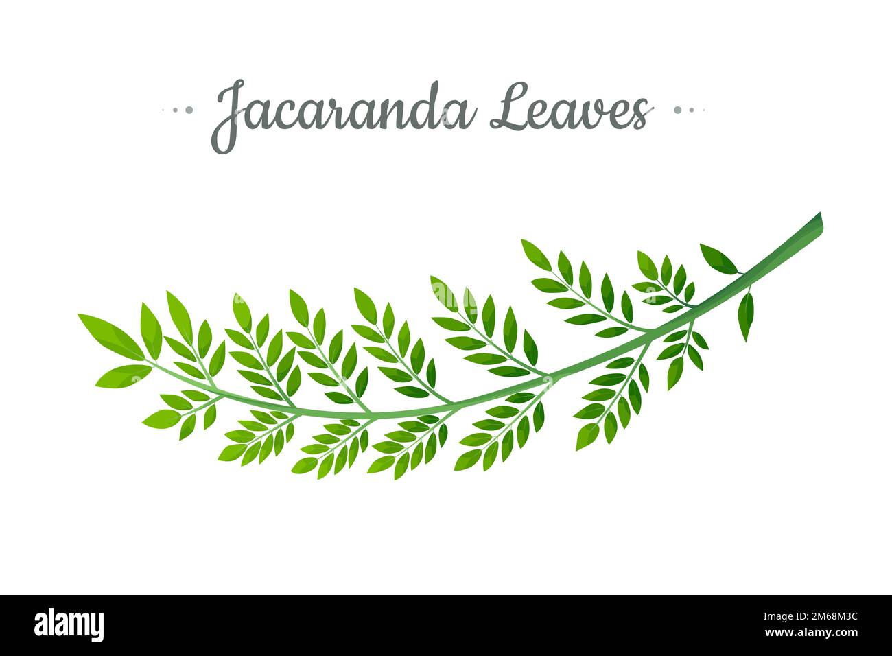 Jacaranda tree illustration hi-res stock photography and images - Alamy