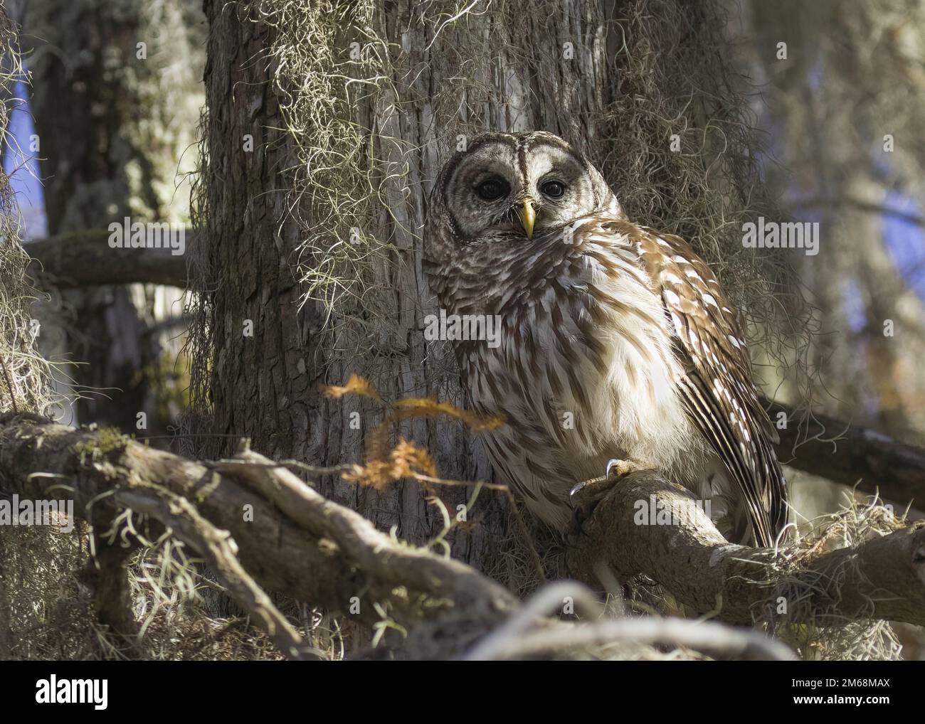 Barred Owl perches in a bald cypress tree surrounded by Spanish Moss in ...