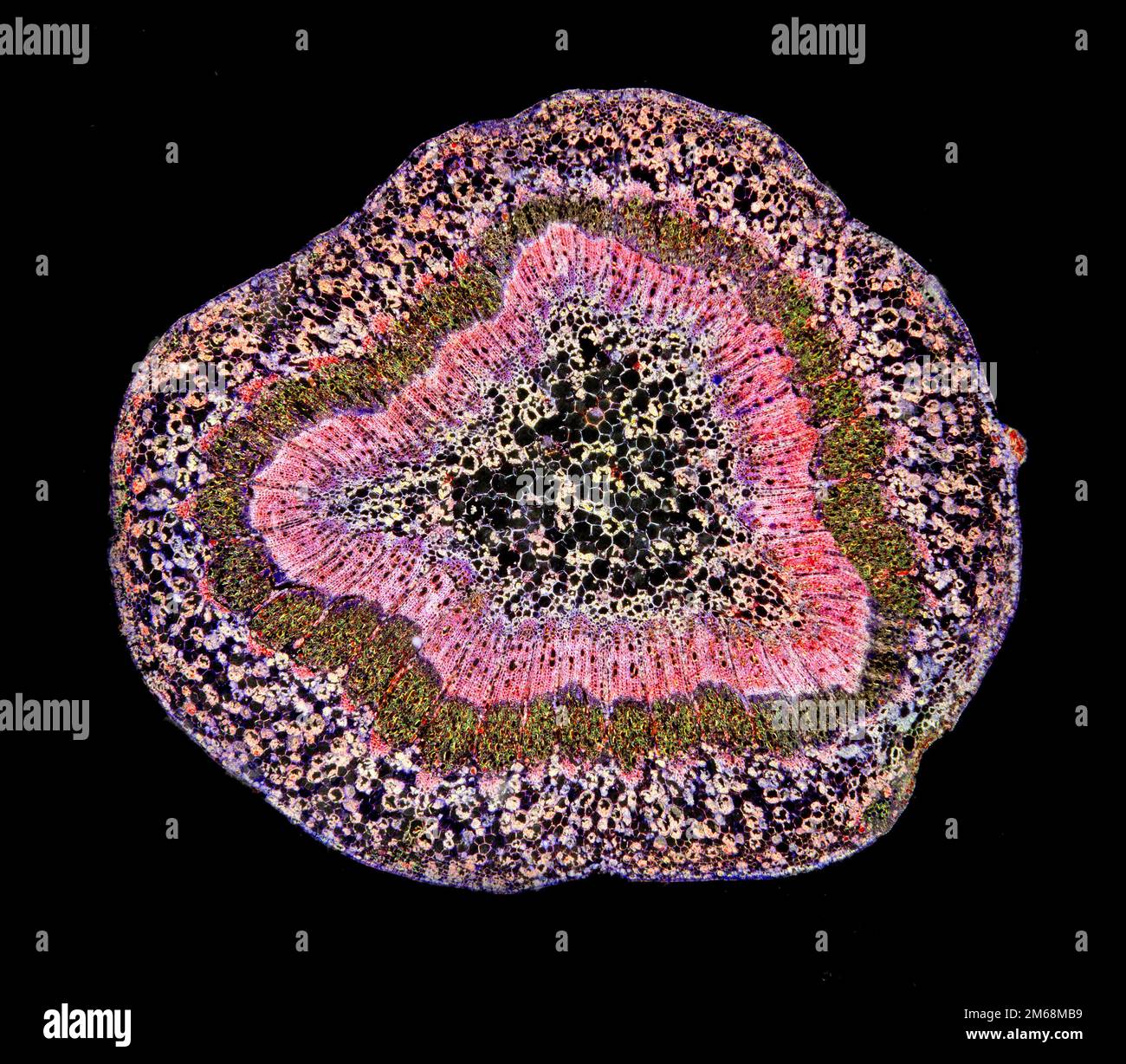 Cell membrane micrograph hi-res stock photography and images - Alamy