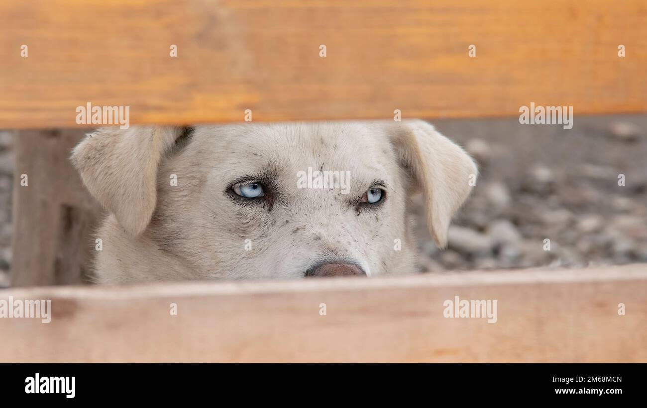 Alaskan husky working dog with pale brown fur seen through narrow gap ...