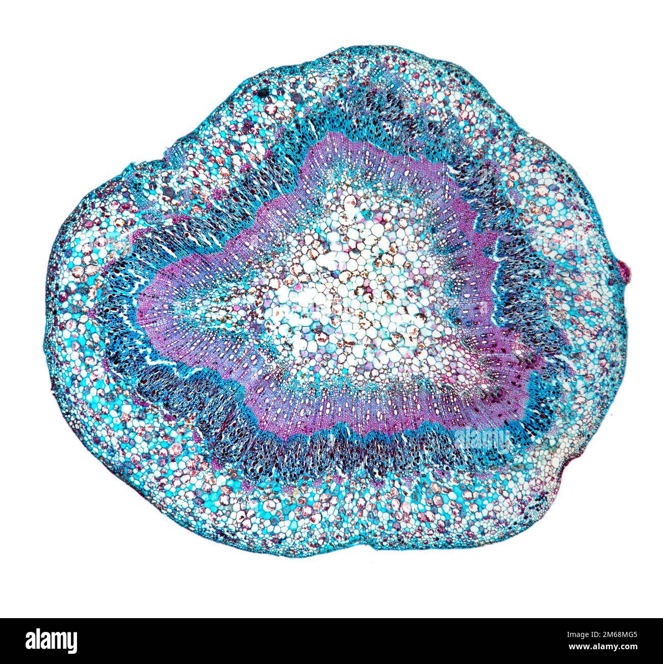 Cell membrane micrograph hi-res stock photography and images - Alamy