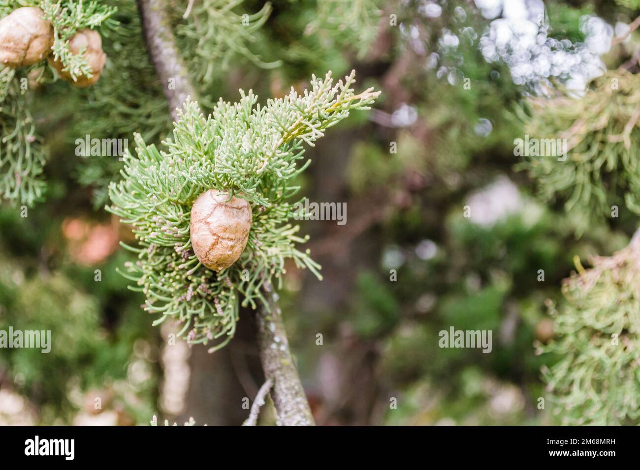 Female cypress cones (Cupressus sempervirens) on the crown of a tree in ...