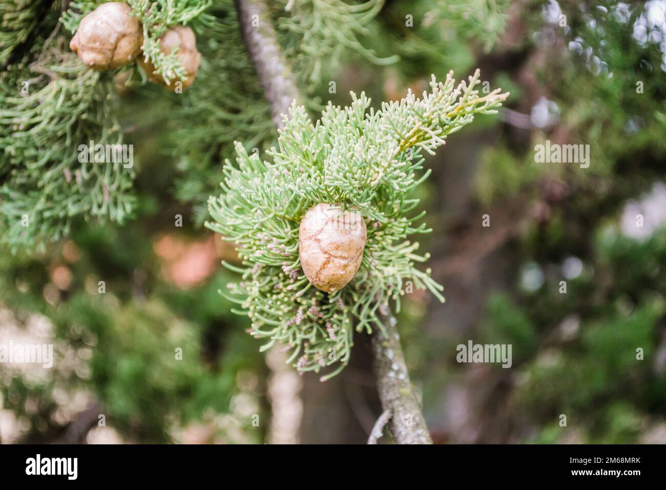 Female cypress cones (Cupressus sempervirens) on the crown of a tree in ...