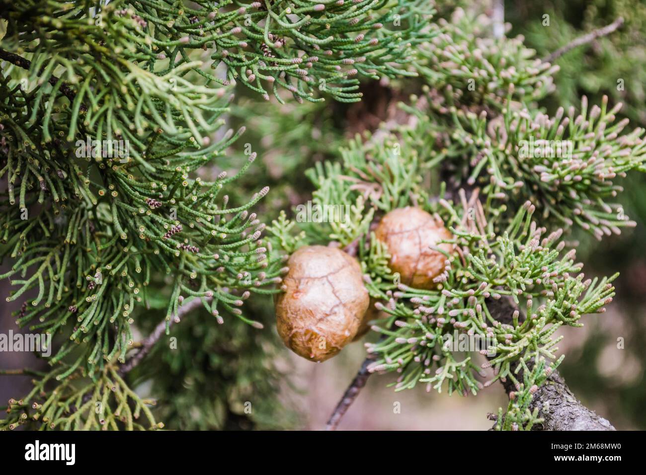 Female cypress cones (Cupressus sempervirens) on the crown of a tree in ...