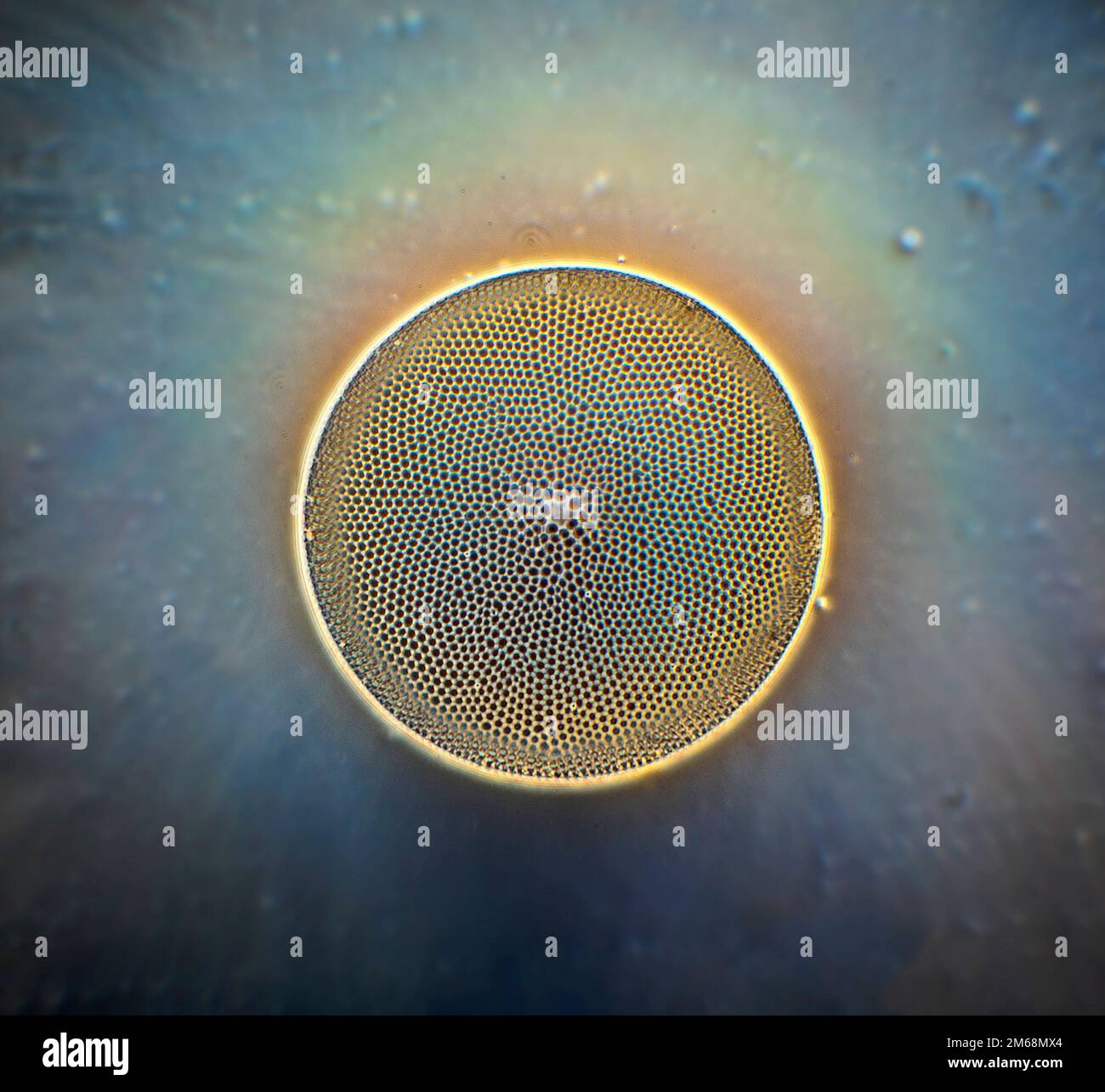 Coscinodiscus diatoms hi-res stock photography and images - Alamy