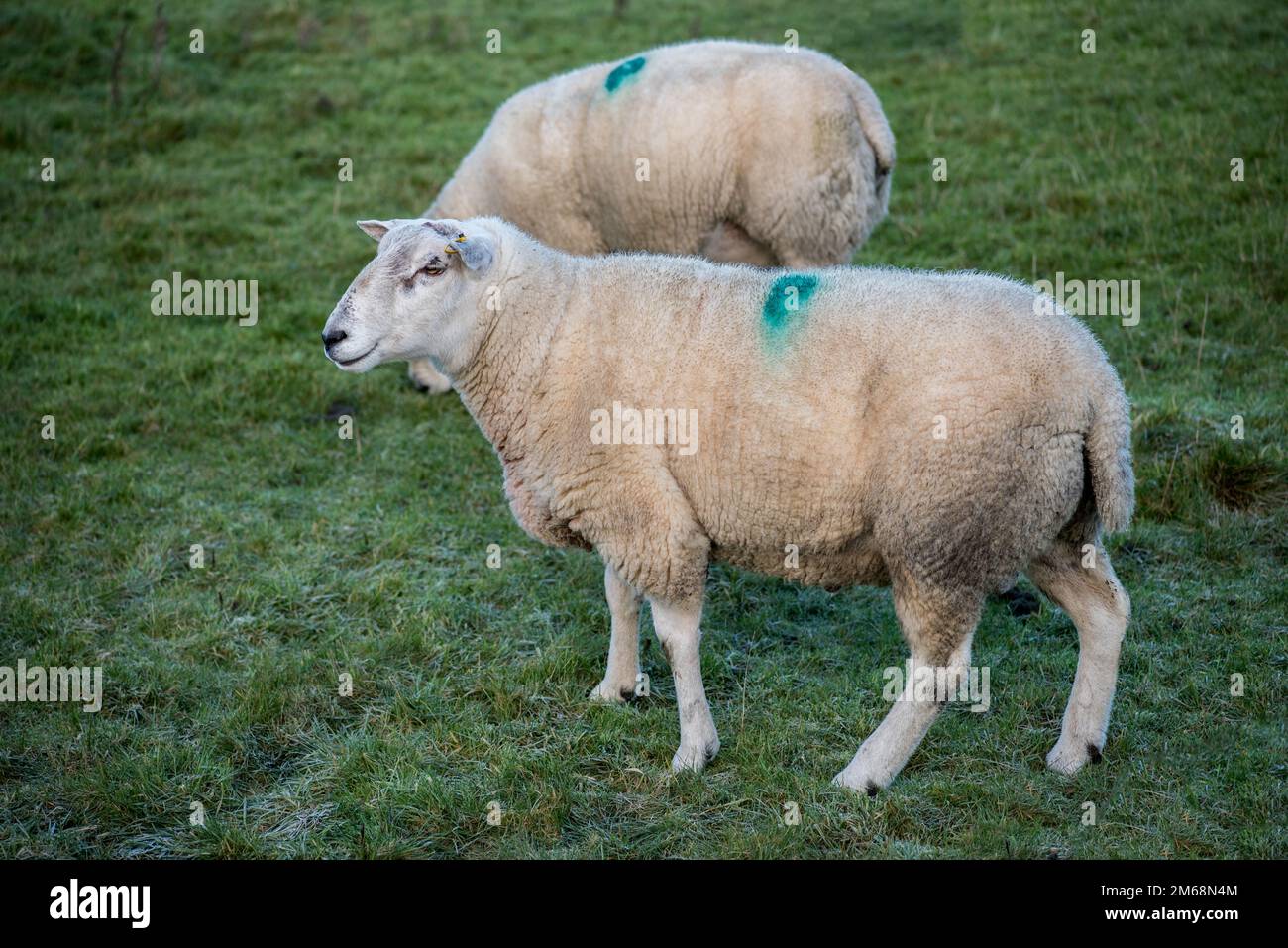 Texel sheep (tups) in early January kept as a small group together ...