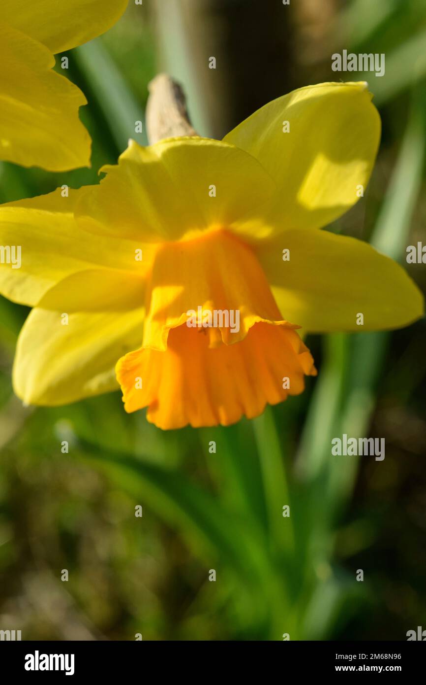 close up of daffodil Stock Photo - Alamy
