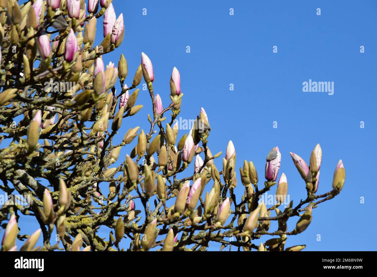 Magnolia tree buds Stock Photo - Alamy