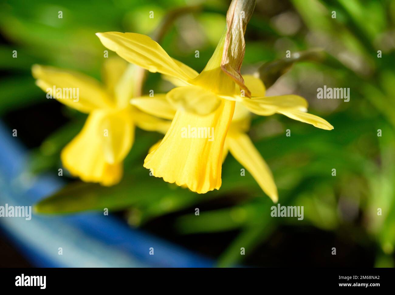 two daffodils in blue pot Stock Photo - Alamy
