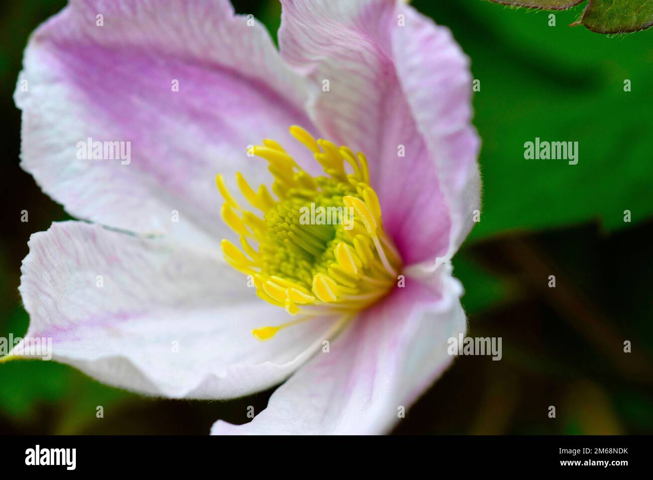 Mountain clematis montana flowering hi-res stock photography and images ...