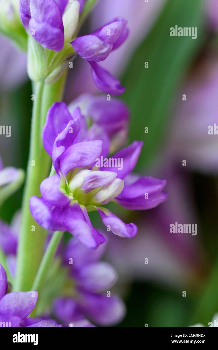 Brompton stock matthiola incana hi-res stock photography and images - Alamy