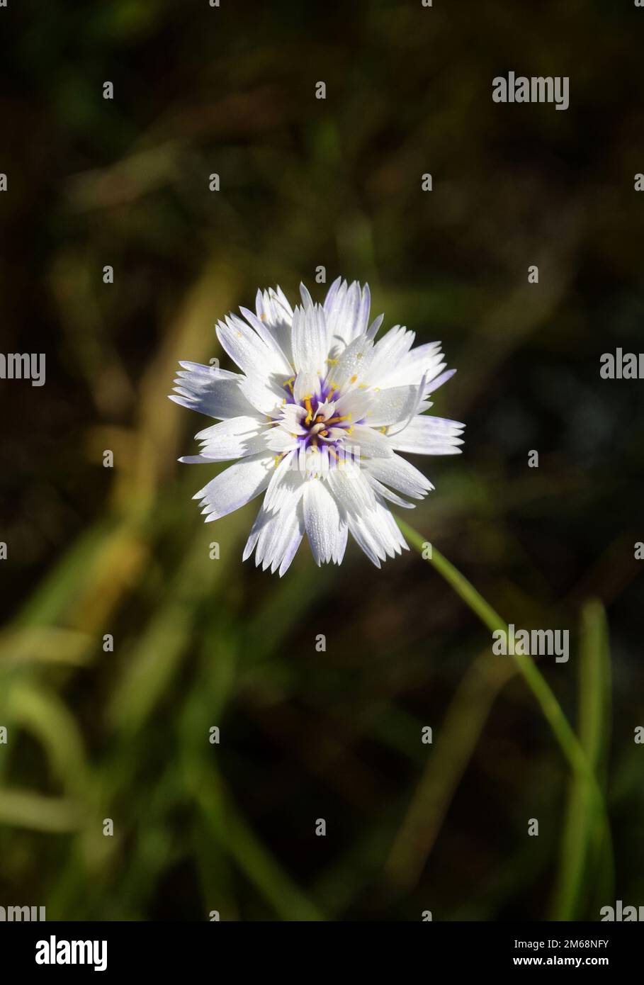 Catananche caerulea alba hi-res stock photography and images - Alamy