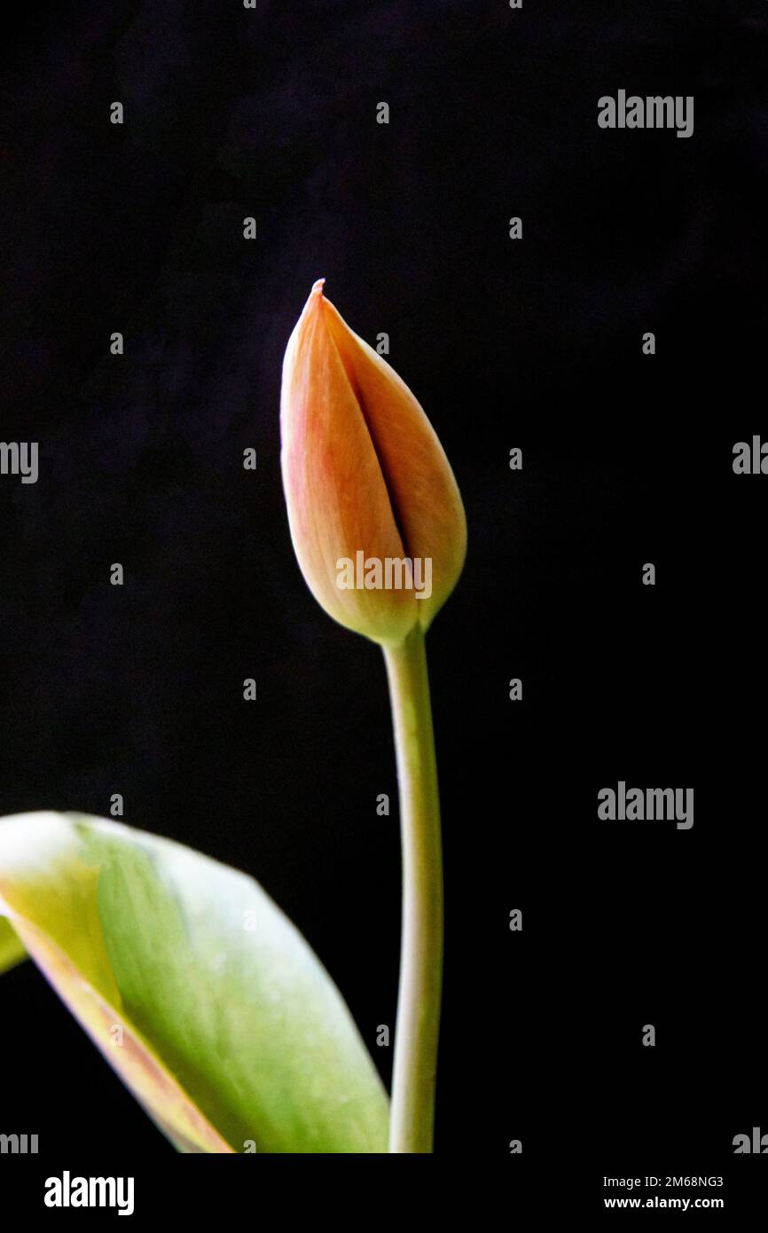 Pink baground hi-res stock photography and images - Alamy