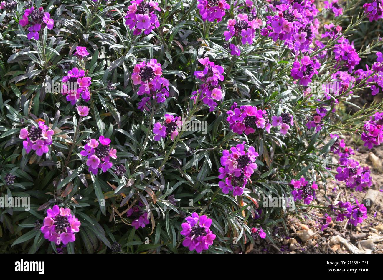 Erysimum ‘bowles’ mauve’ hi-res stock photography and images - Alamy