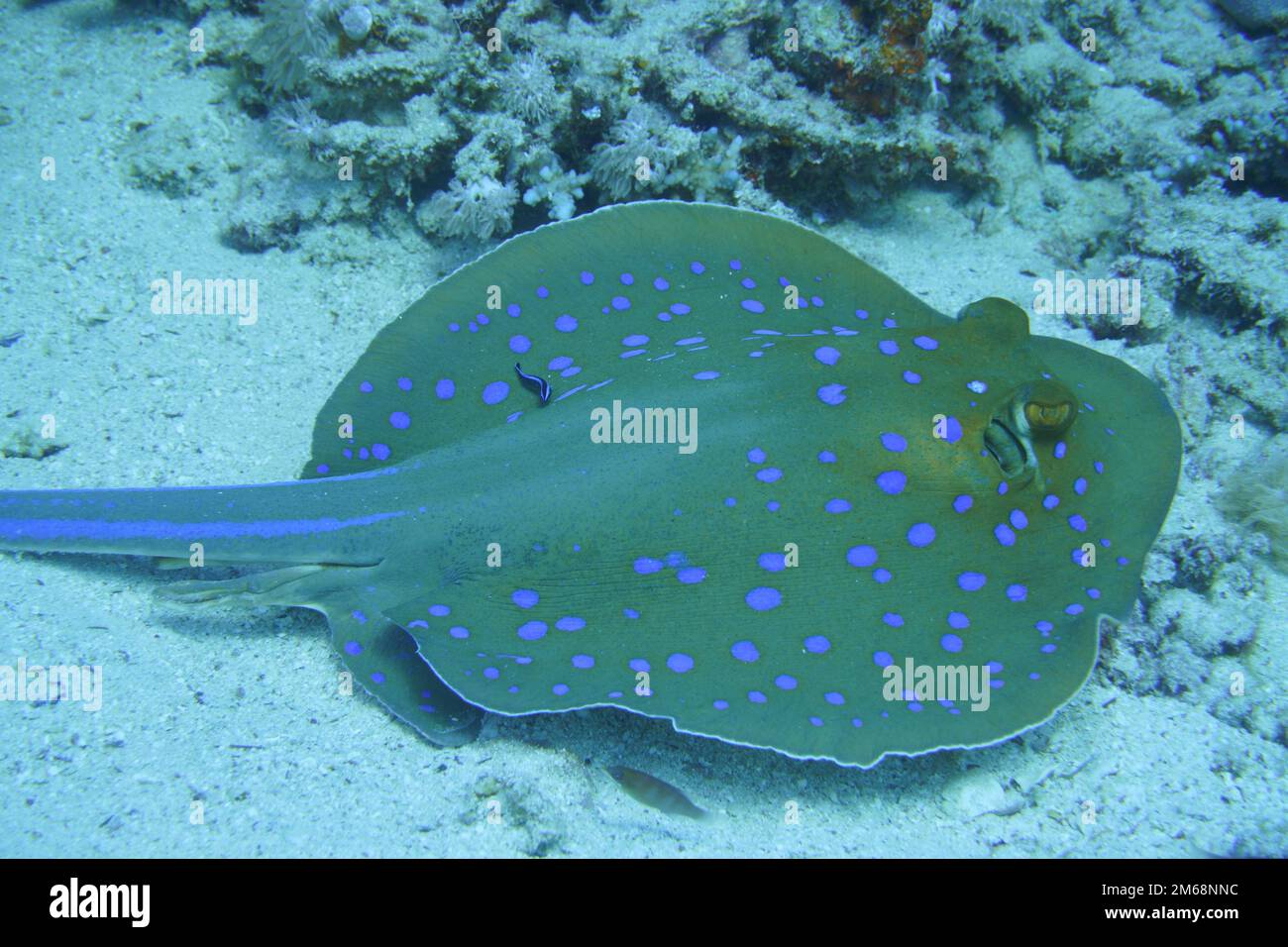 a blue ribbontail stingray swimming next to the reef of Marsa Assalaia ...
