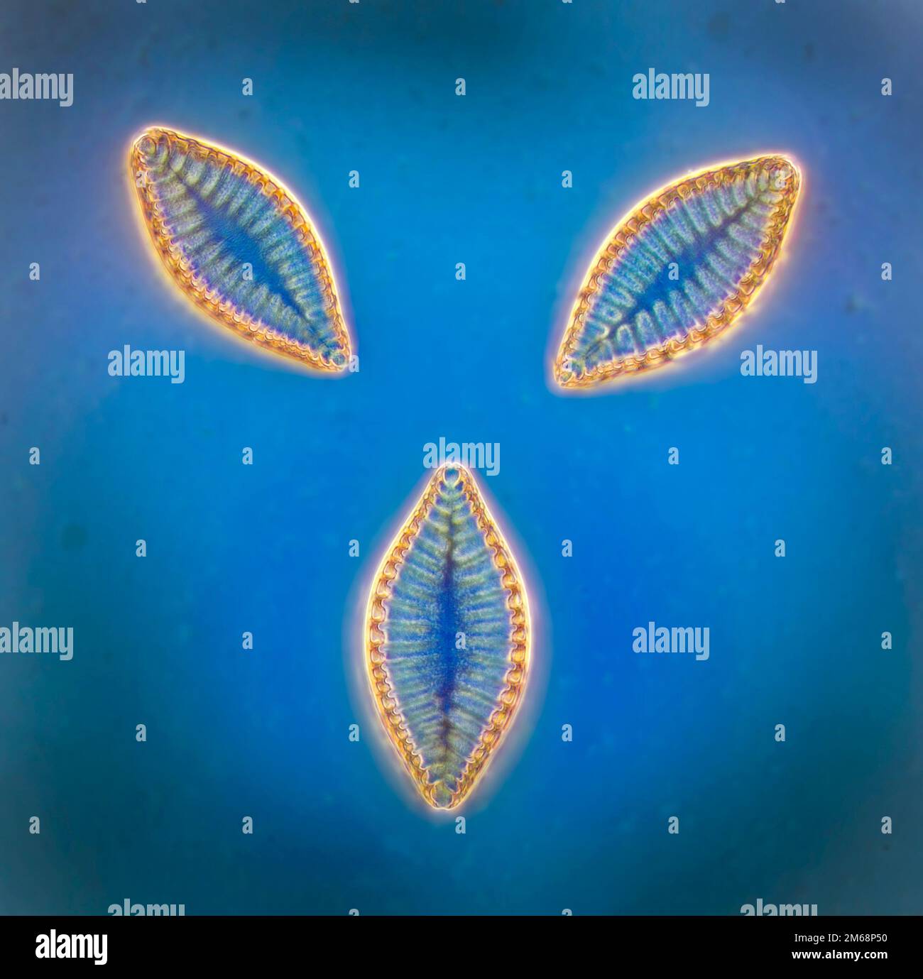 Biodiversity microscope botany marine lake diatoms hi-res stock ...