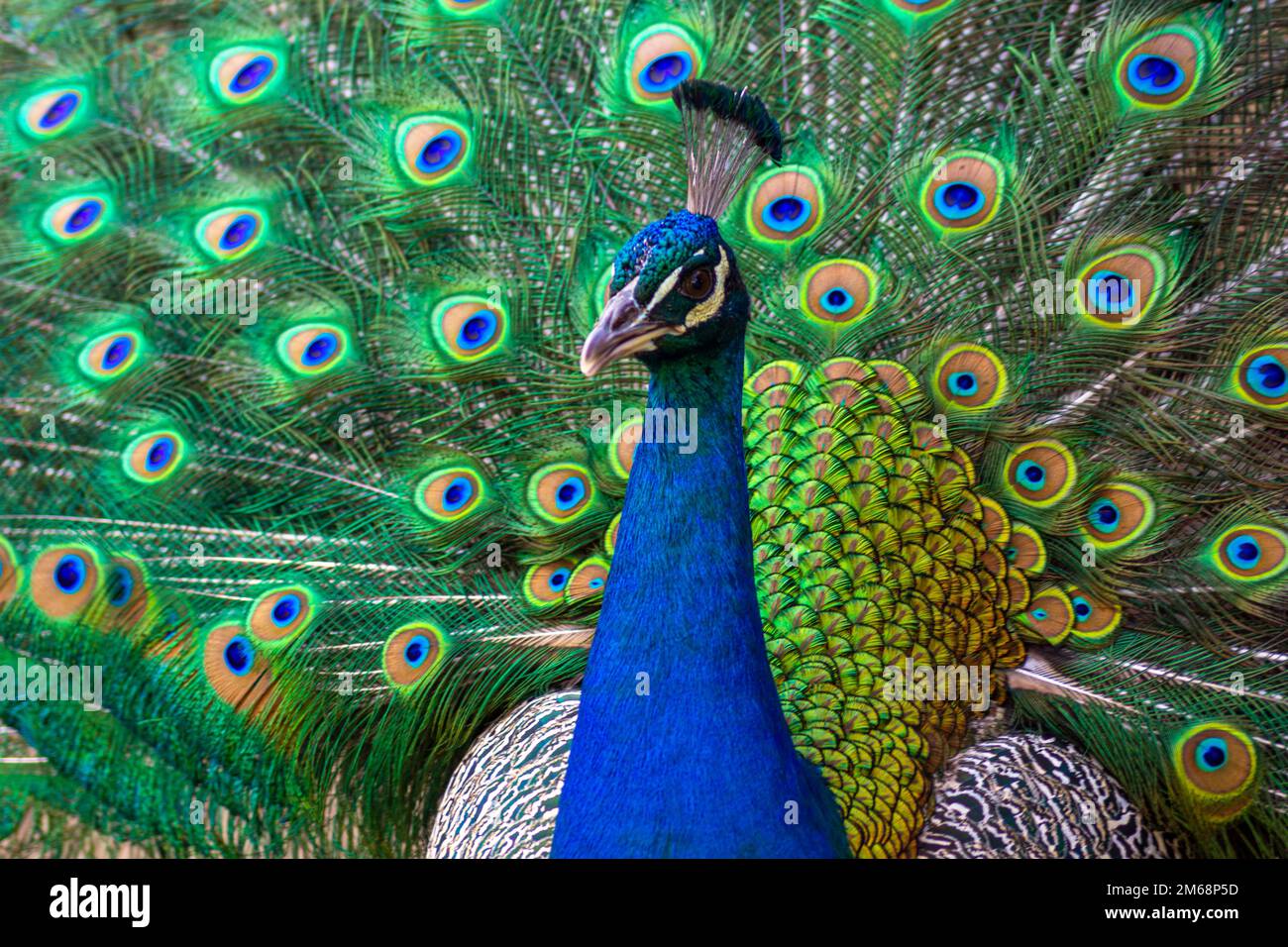peacock with feathers out on show Stock Photo - Alamy