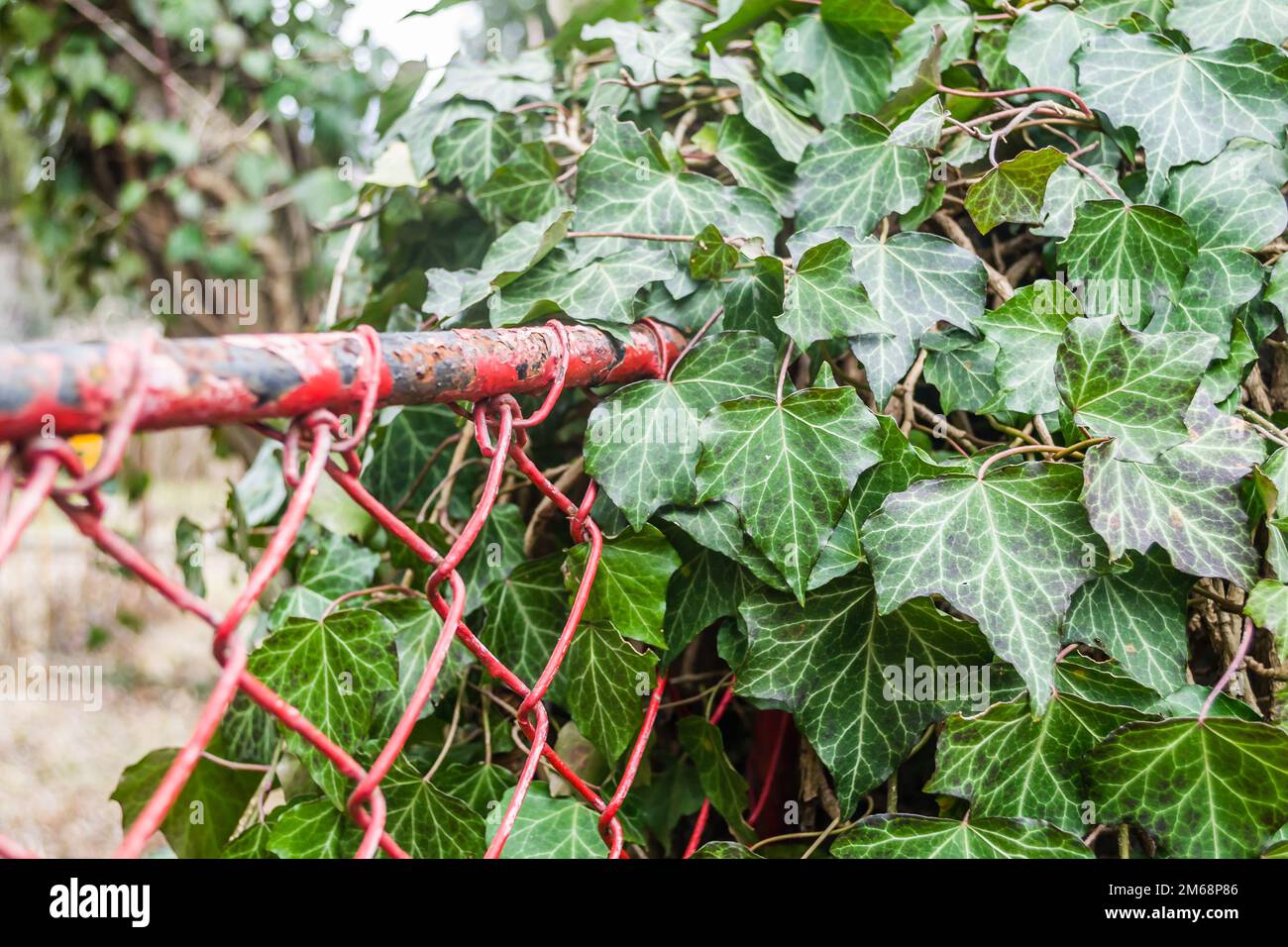 Wild ivy on the wire fence of a private house in the forest of the ...